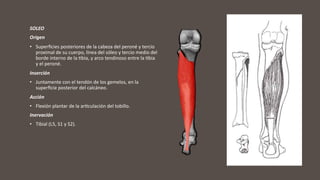 ANATOMÍA MÚSCULOS Y HUESOS DEL PIE .pdf