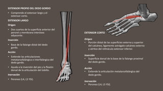 ANATOMÍA MÚSCULOS Y HUESOS DEL PIE .pdf