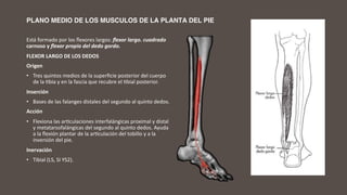 ANATOMÍA MÚSCULOS Y HUESOS DEL PIE .pdf