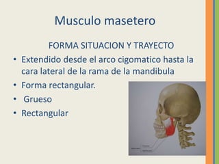 Anatomia musculos faciales | PPTX