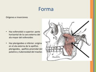 Origen E Inserción Del Músculo Pterigoideo Lateral