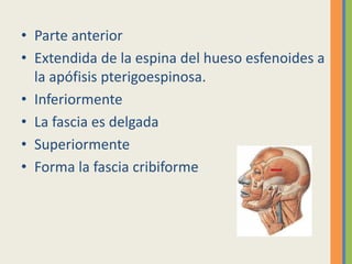 Anatomia musculos faciales | PPTX