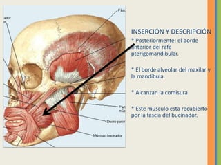 Anatomia musculos faciales | PPTX