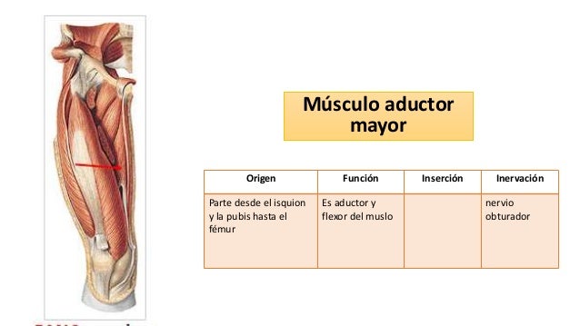 Anatomia muslo