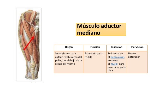 Anatomia muslo
