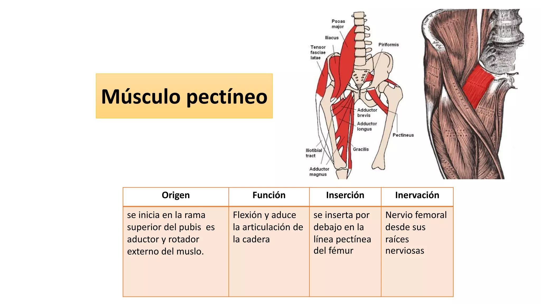 Anatomia muslo | PPTX