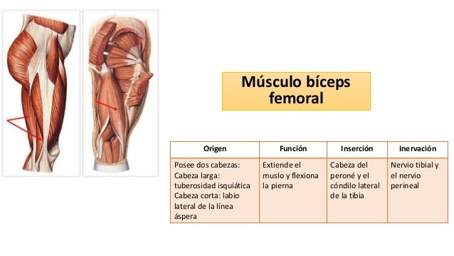 Anatomia muslo