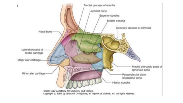 Anatomia nariz