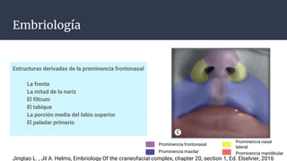 Anatomia de nariz | PPTX