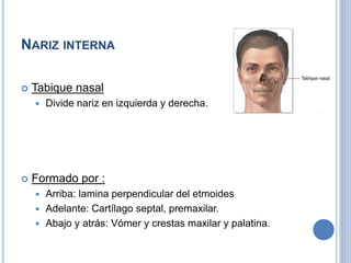 Anatomia de nariz y faringe medicina del trabajo | PPTX