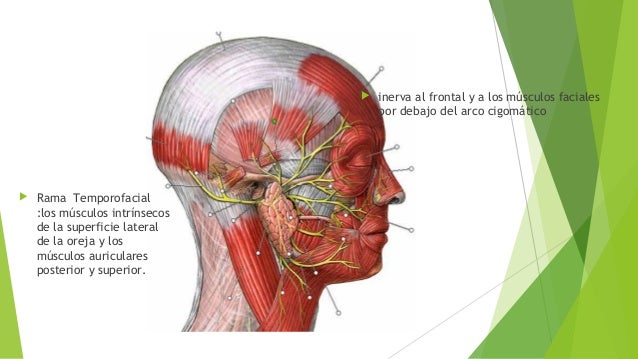 Anatomia nervio facial 2