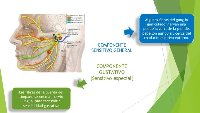 Anatomia nervio facial 2