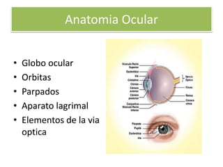 Anatomia ocular | PPTX