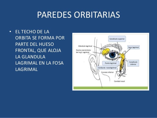 Anatomia ocular ( Oftamologia)