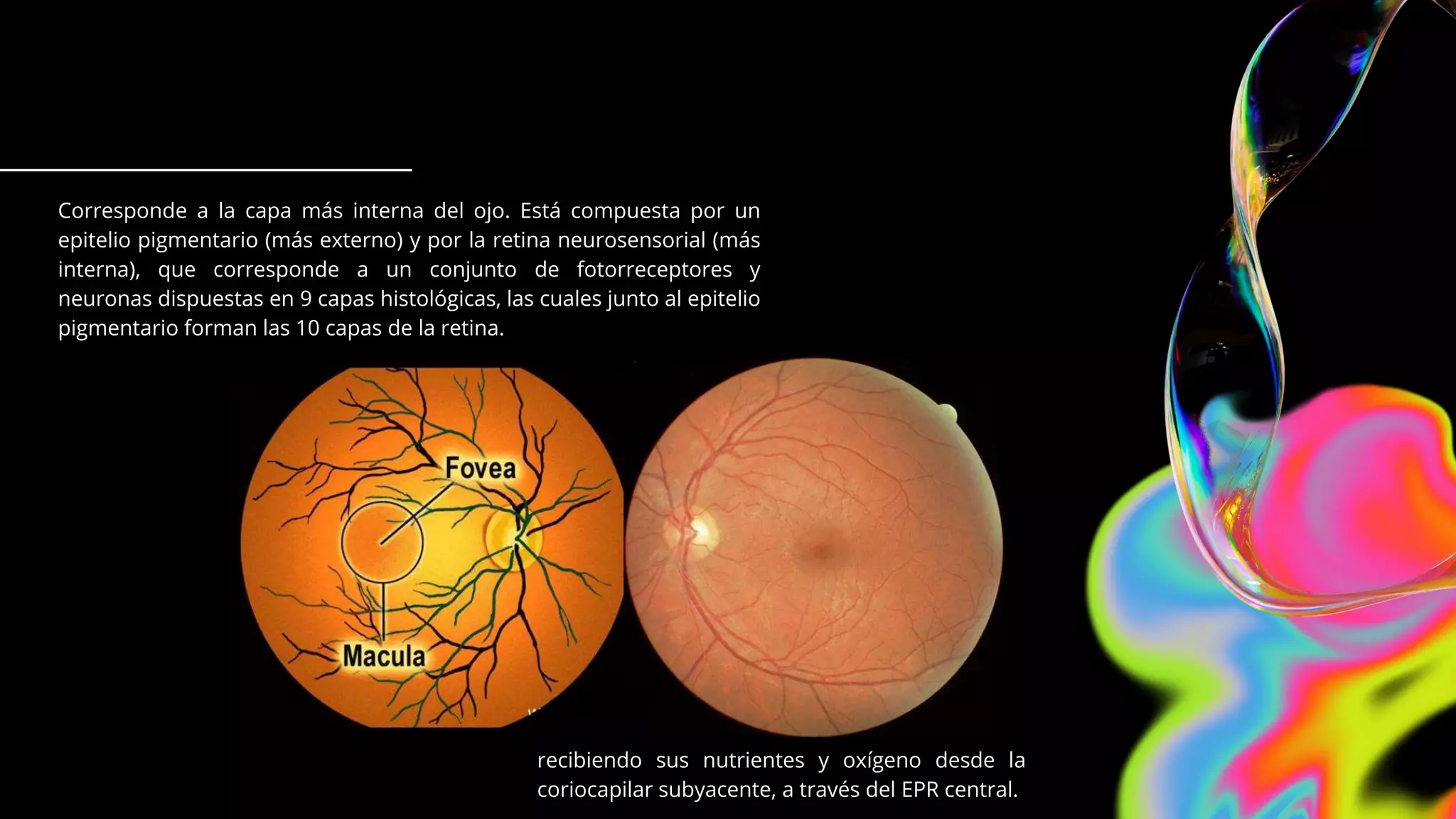 Anatomia Ocular.pptx