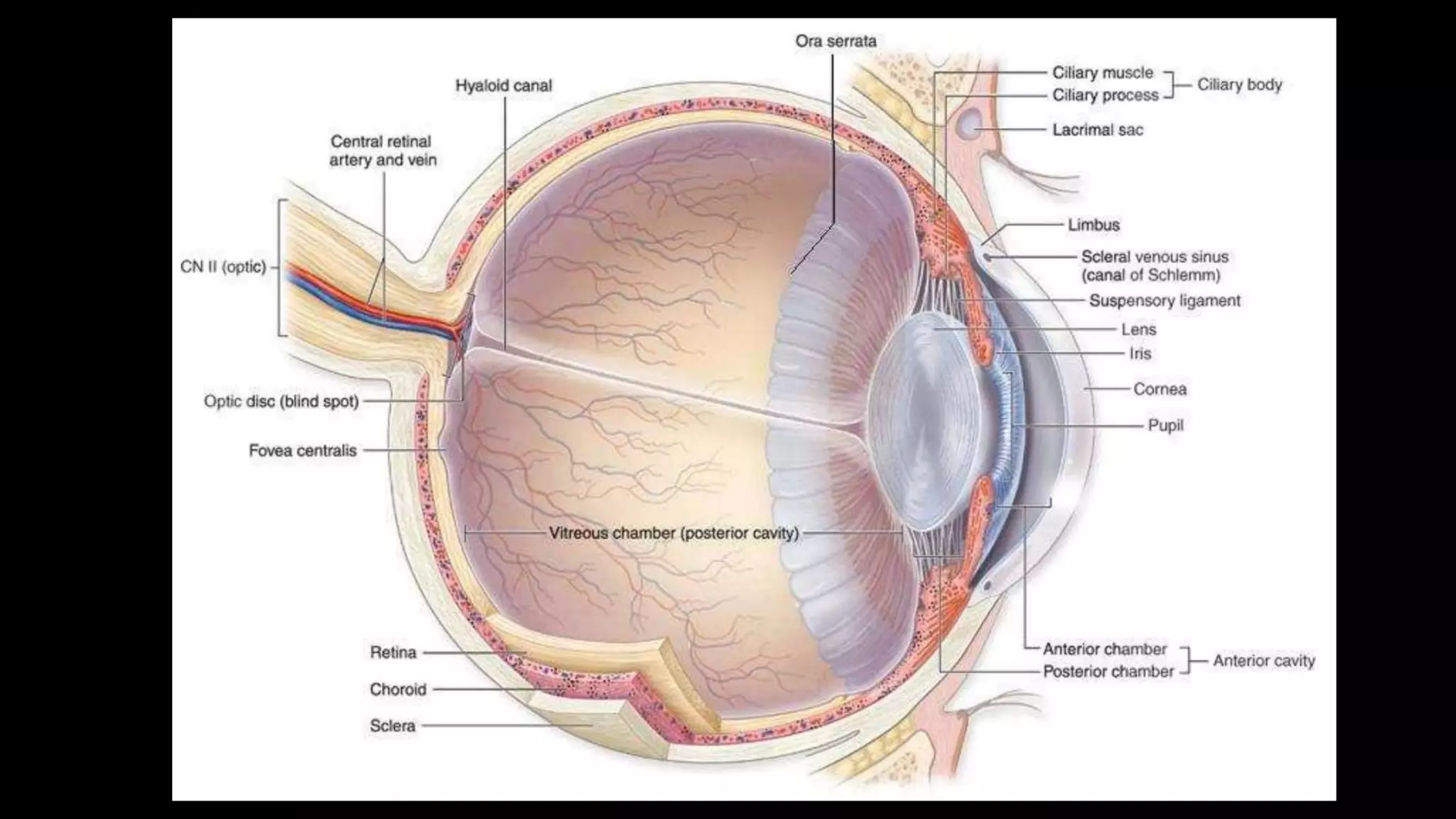 Anatomia Ocular.pptx