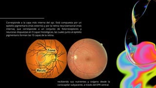 Anatomia Ocular.pptx