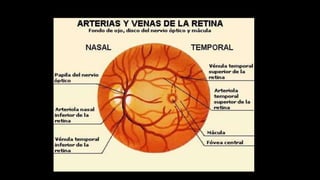 Anatomia Ocular.pptx