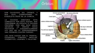 Anatomia Ocular.pptx