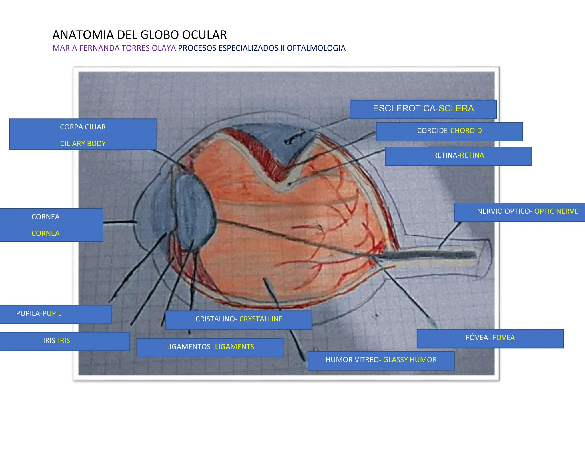 Hojas De Trabajo Sobre El Ojo Humano Un Gran Ojo Con Un Patrón De