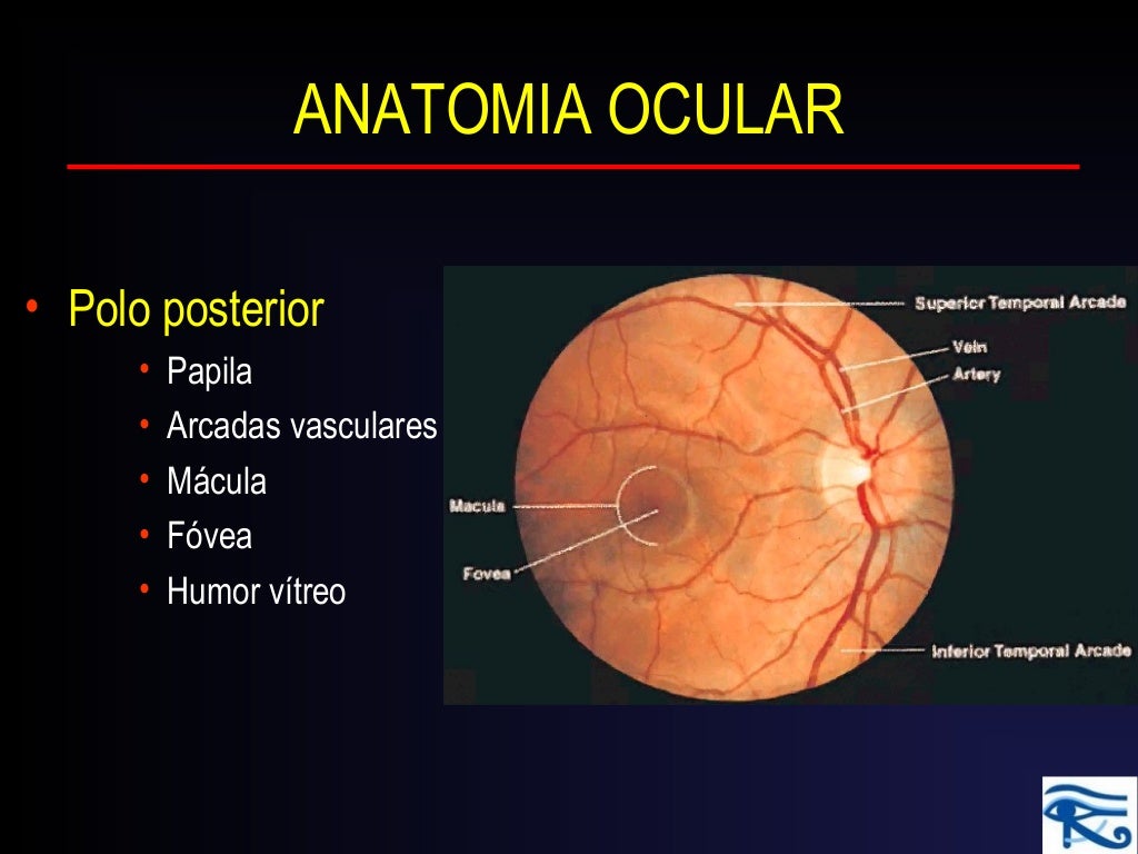 Anatomia ocular
