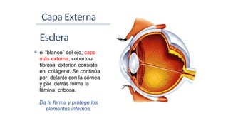 ANATOMIA OFTALMOLOGIA EXPONIENDO HIEF.pptx