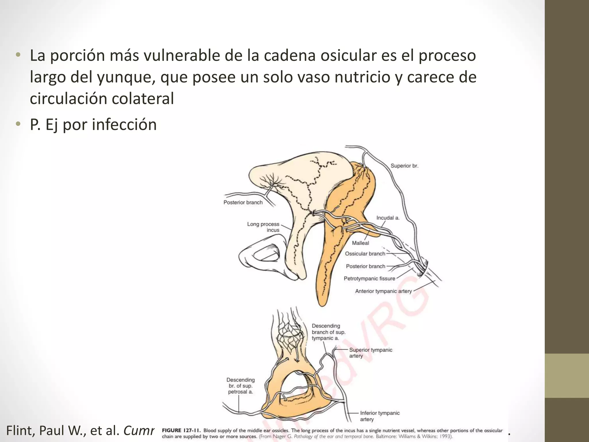 Anatomia Oido Clase De Otorrinolaringología Pptx