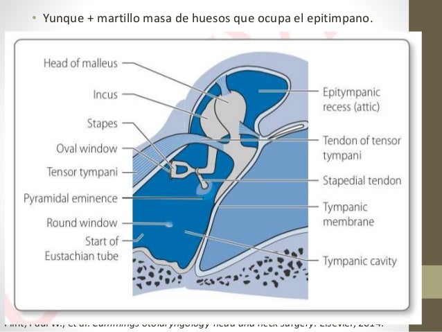 Anatomia oido, Clase de Otorrinolaringología