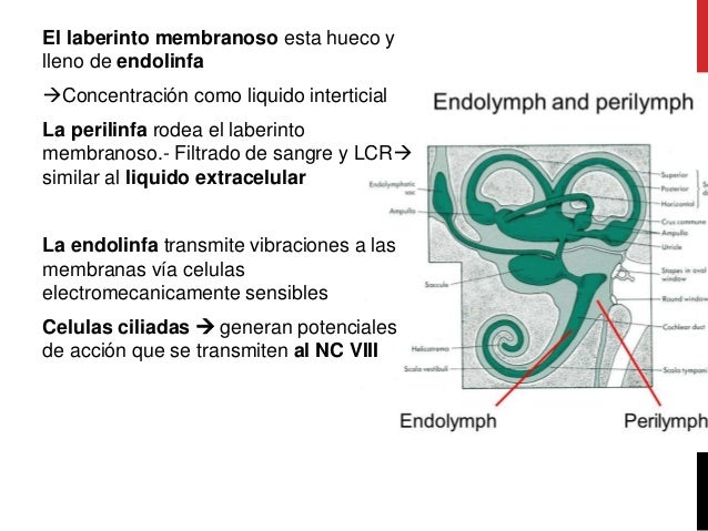 Anatomia oido, Clase de Otorrinolaringología