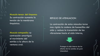 ANATOMIA BASICA DEL OIDO ESCUELA DE MEDICINA | PPTX
