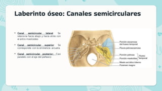 Anatomía Oído Interno_Salazar Karla.pdf.pdf