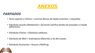 Anatomia Clinico Quirurgica del ojo | PPTX