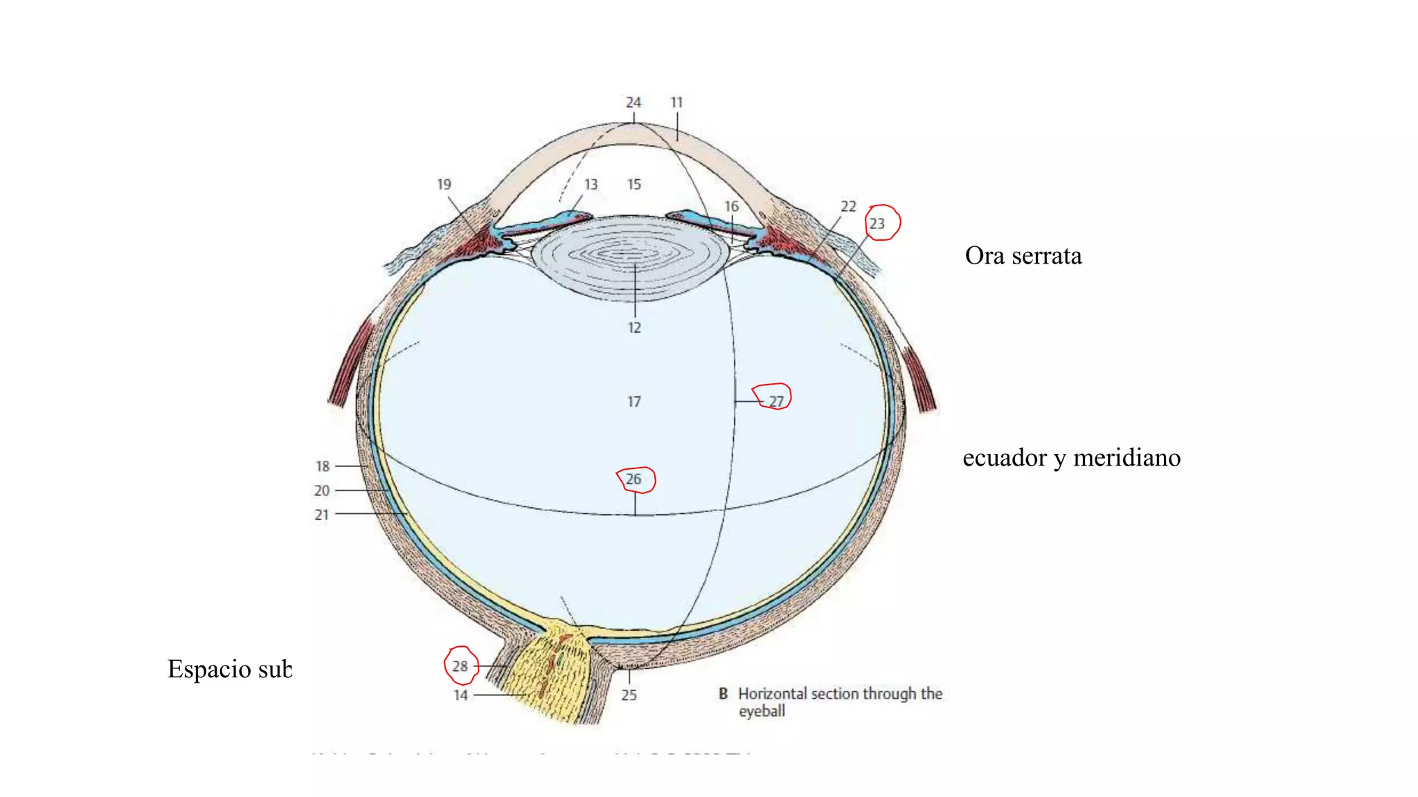 ANATOMIA DEL BULBO OCULAR | PPTX | Eye and Vision Conditions | Diseases ...