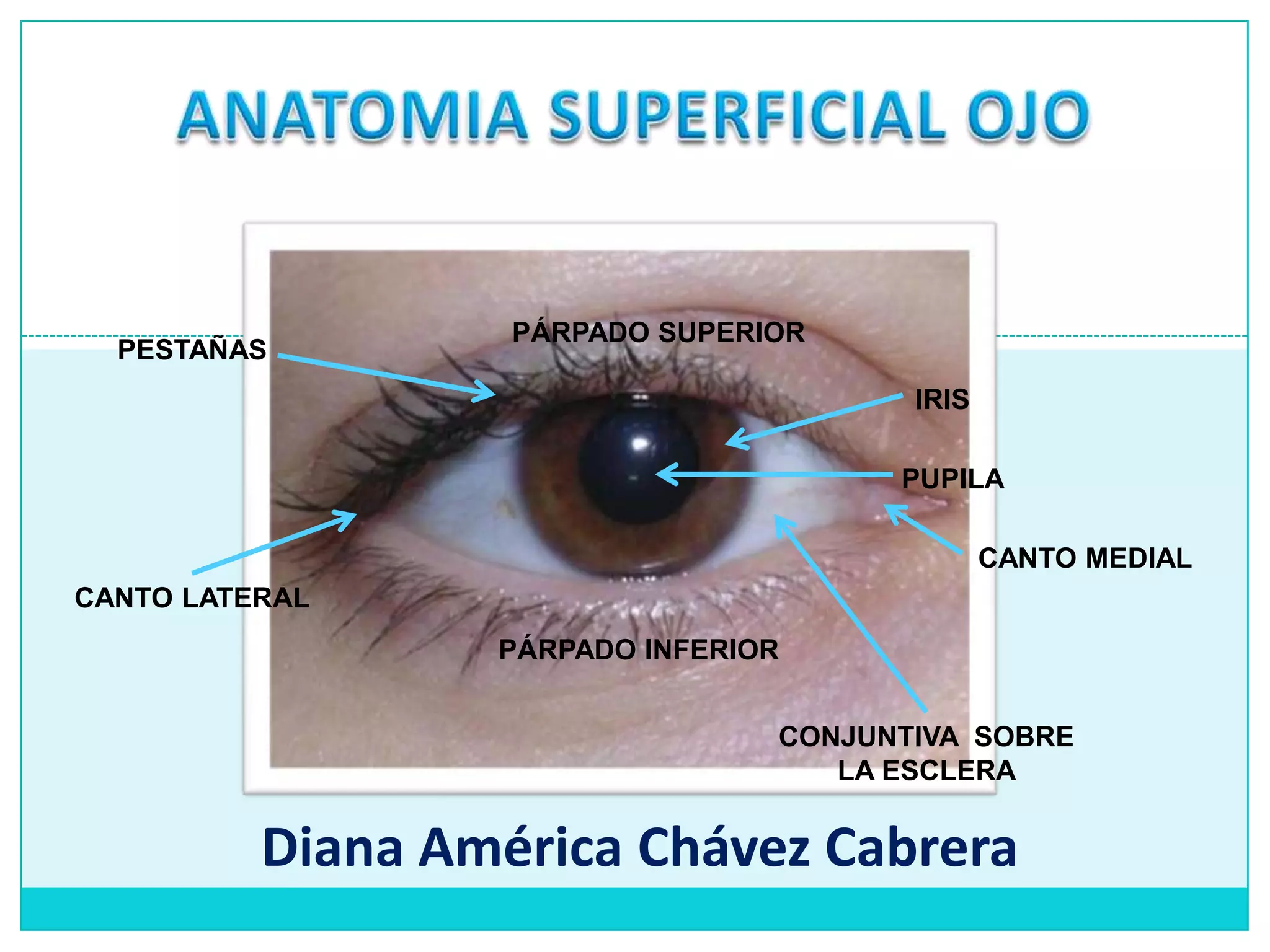 Anatomia Ojo, Cavidad Orbitaria y Anexos | PPTX