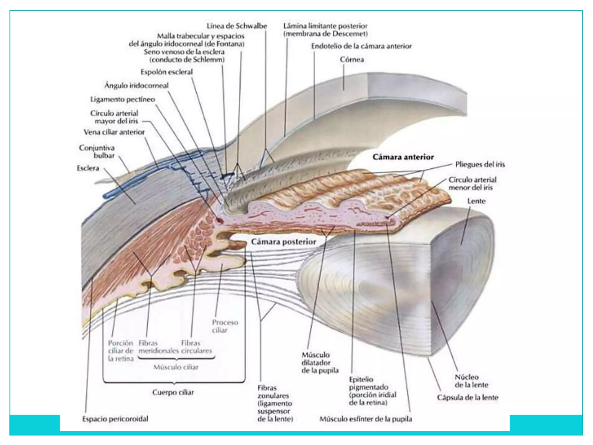 Anatomia Ojo, Cavidad Orbitaria y Anexos | PPTX