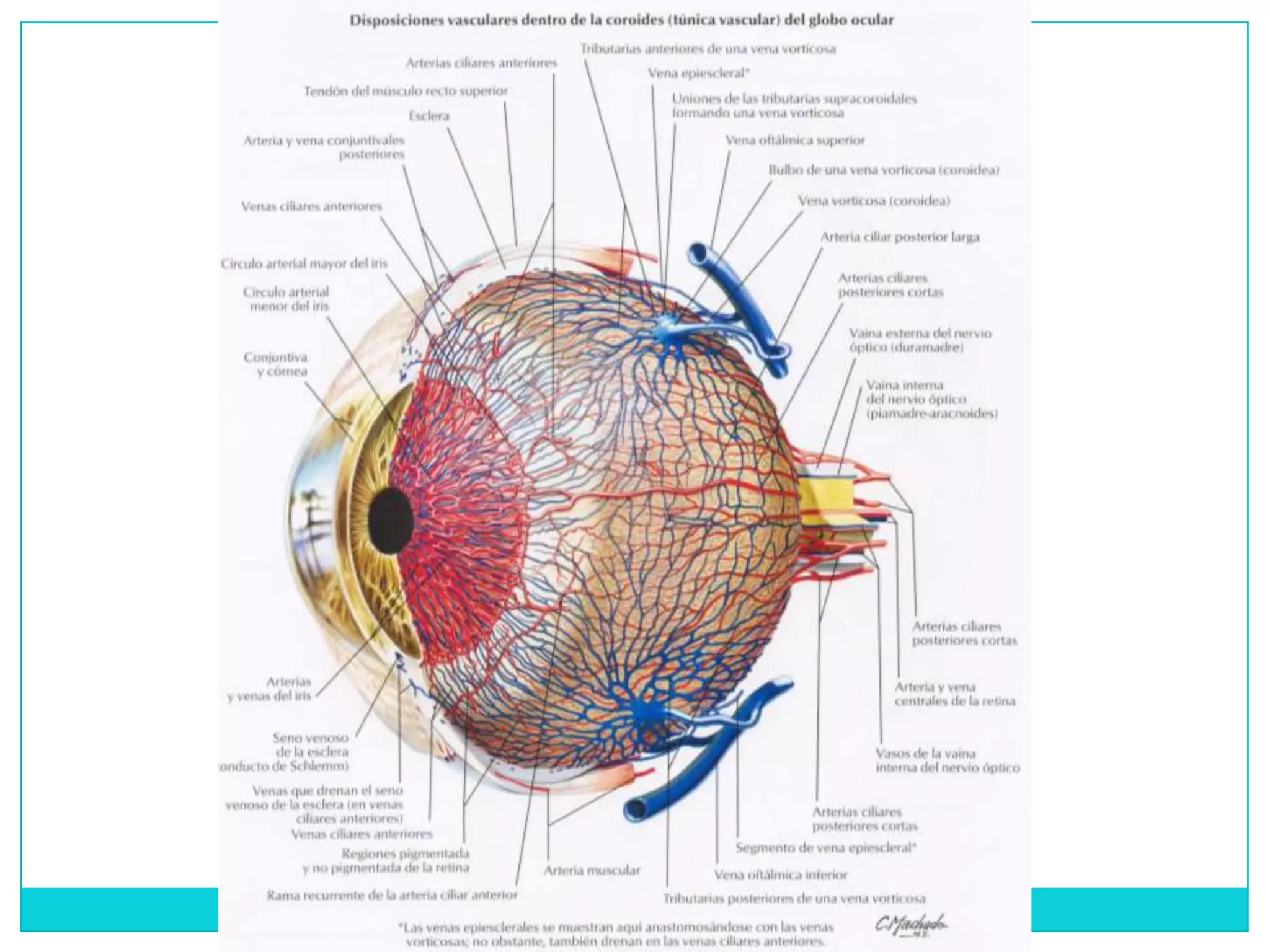 Anatomia Ojo, Cavidad Orbitaria y Anexos | PPTX