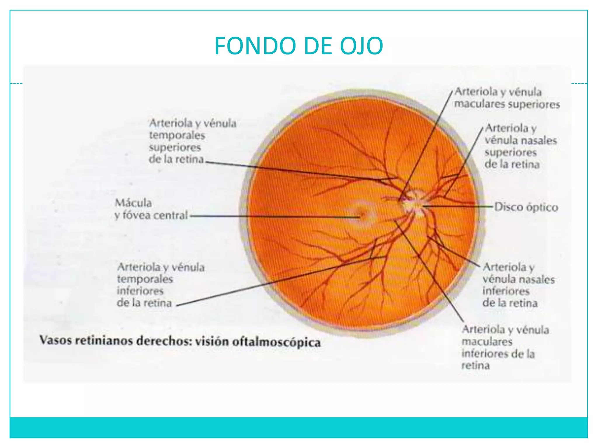 Anatomia Ojo, Cavidad Orbitaria y Anexos | PPTX