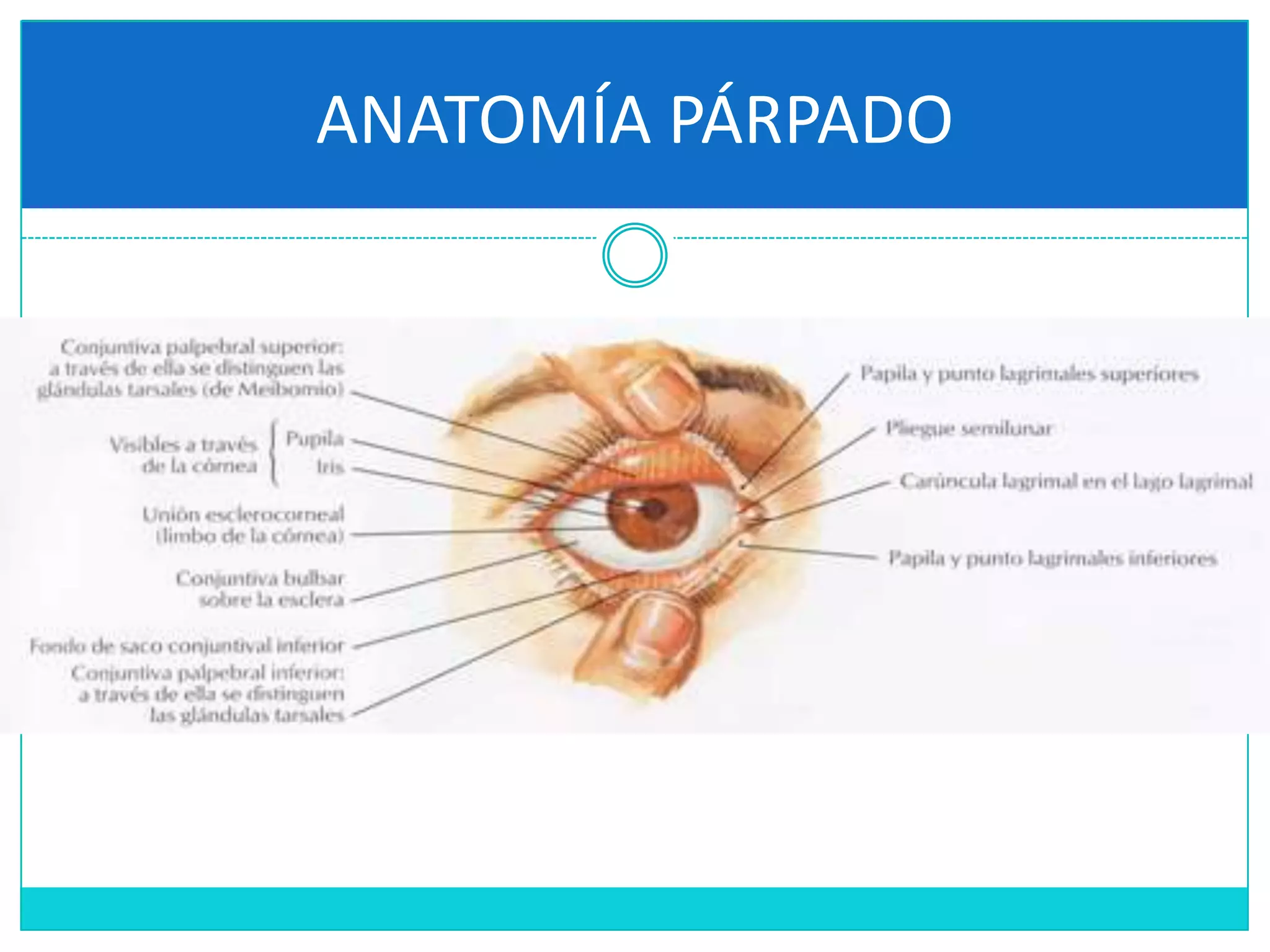 Anatomia Ojo, Cavidad Orbitaria y Anexos | PPTX