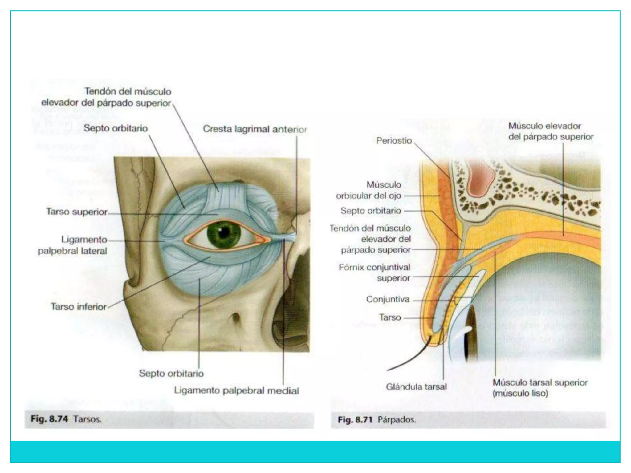 Anatomia Ojo, Cavidad Orbitaria y Anexos | PPTX
