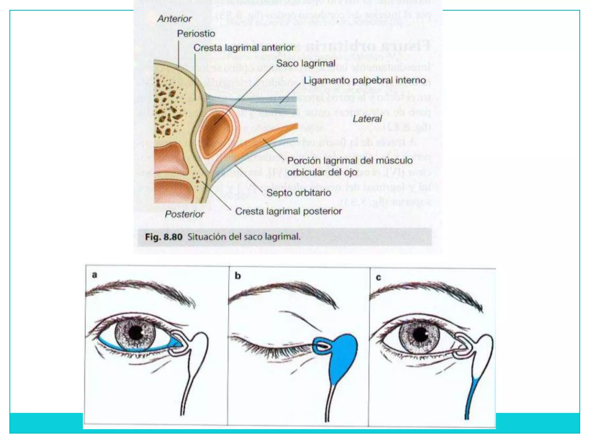 Anatomia Ojo, Cavidad Orbitaria y Anexos | PPTX