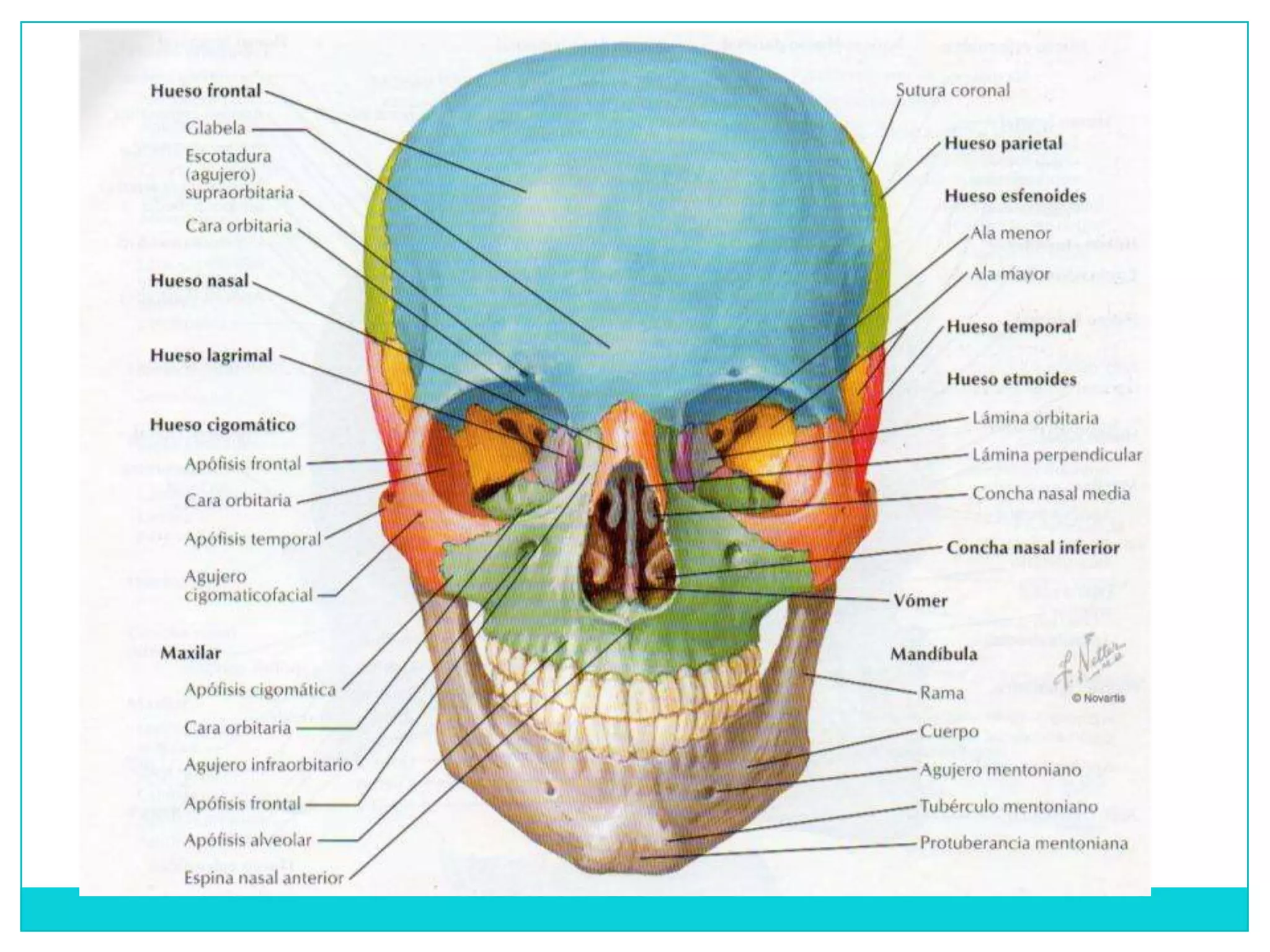 Anatomia Ojo, Cavidad Orbitaria y Anexos | PPT