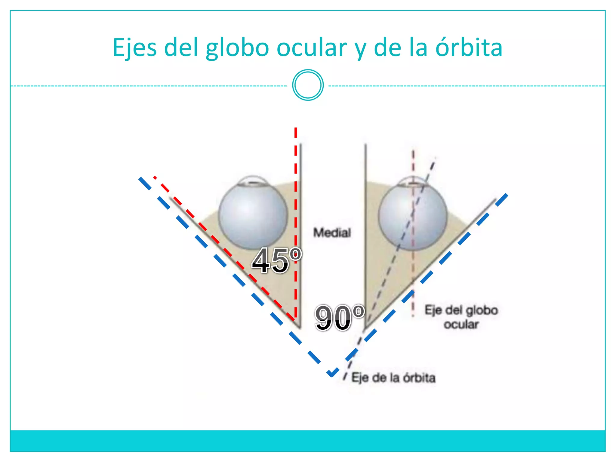 Anatomia Ojo, Cavidad Orbitaria y Anexos | PPTX