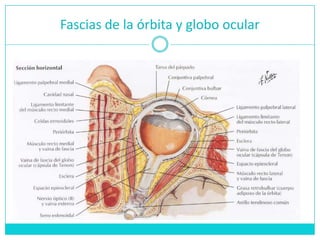 Anatomia Ojo, Cavidad Orbitaria y Anexos | PPTX