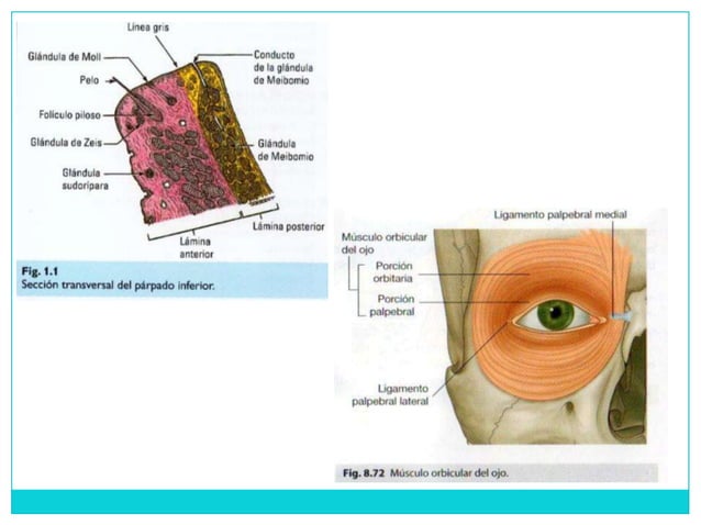 Anatomia Ojo, Cavidad Orbitaria y Anexos | PPTX