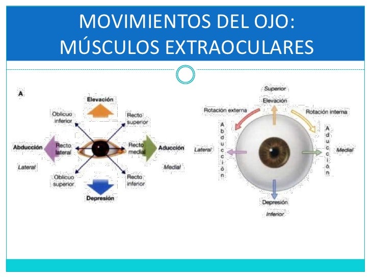 Anatomia Ojo, Cavidad Orbitaria y Anexos