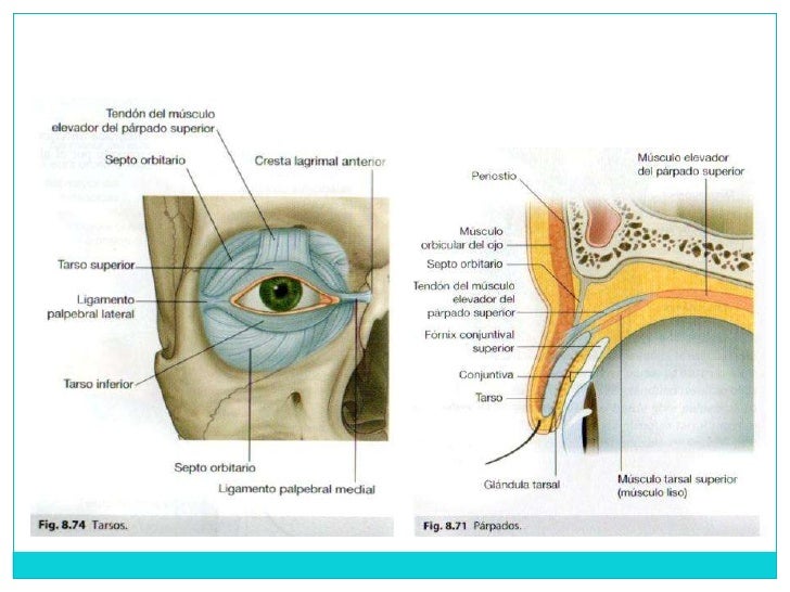 Anatomia Ojo, Cavidad Orbitaria y Anexos