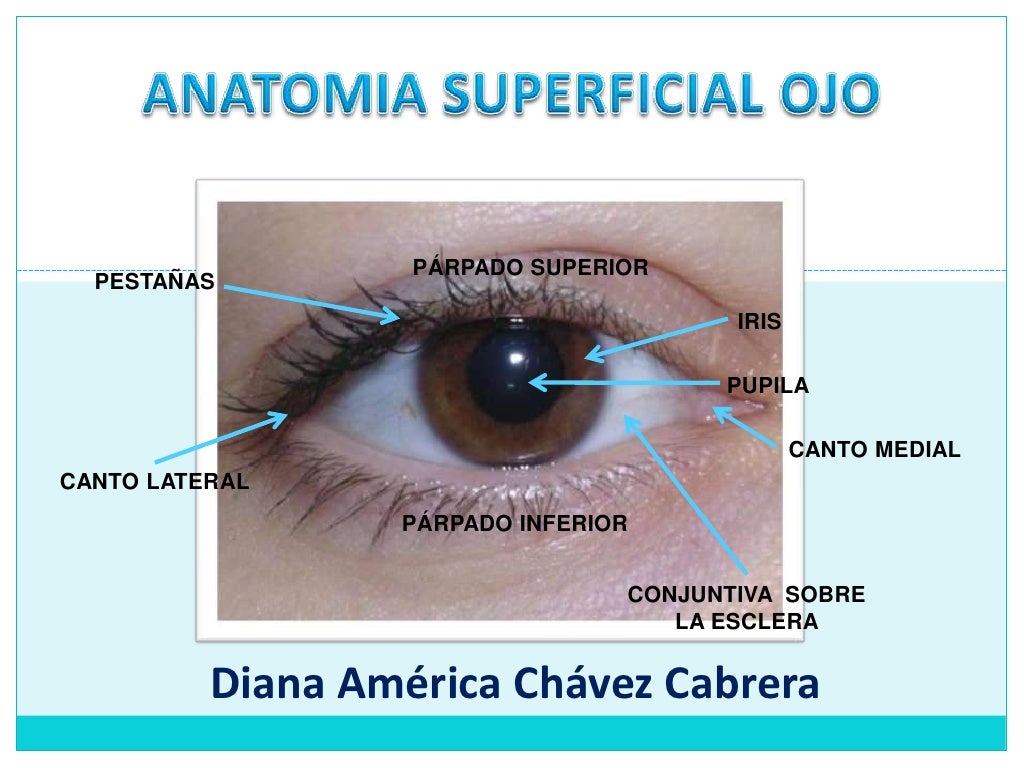 Anatomia Ojo, Cavidad Orbitaria y Anexos