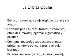 Anatomia_Ojo_Oftalmologia_Presentacion (1).pptx