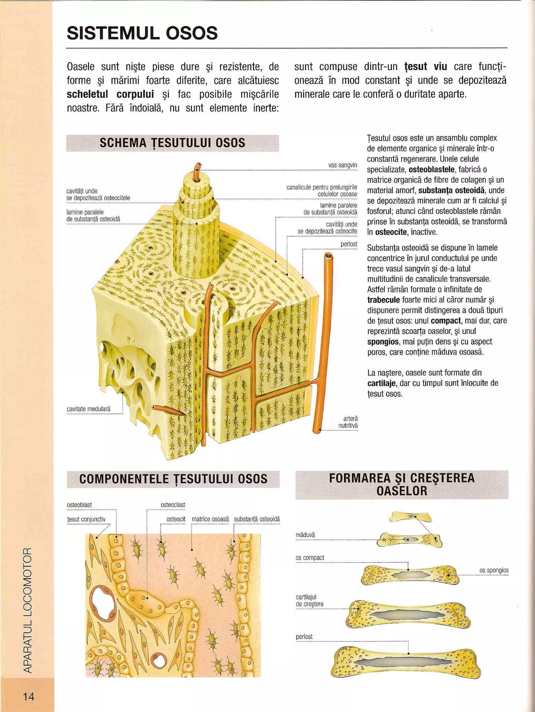 Anatomia omului | PDF