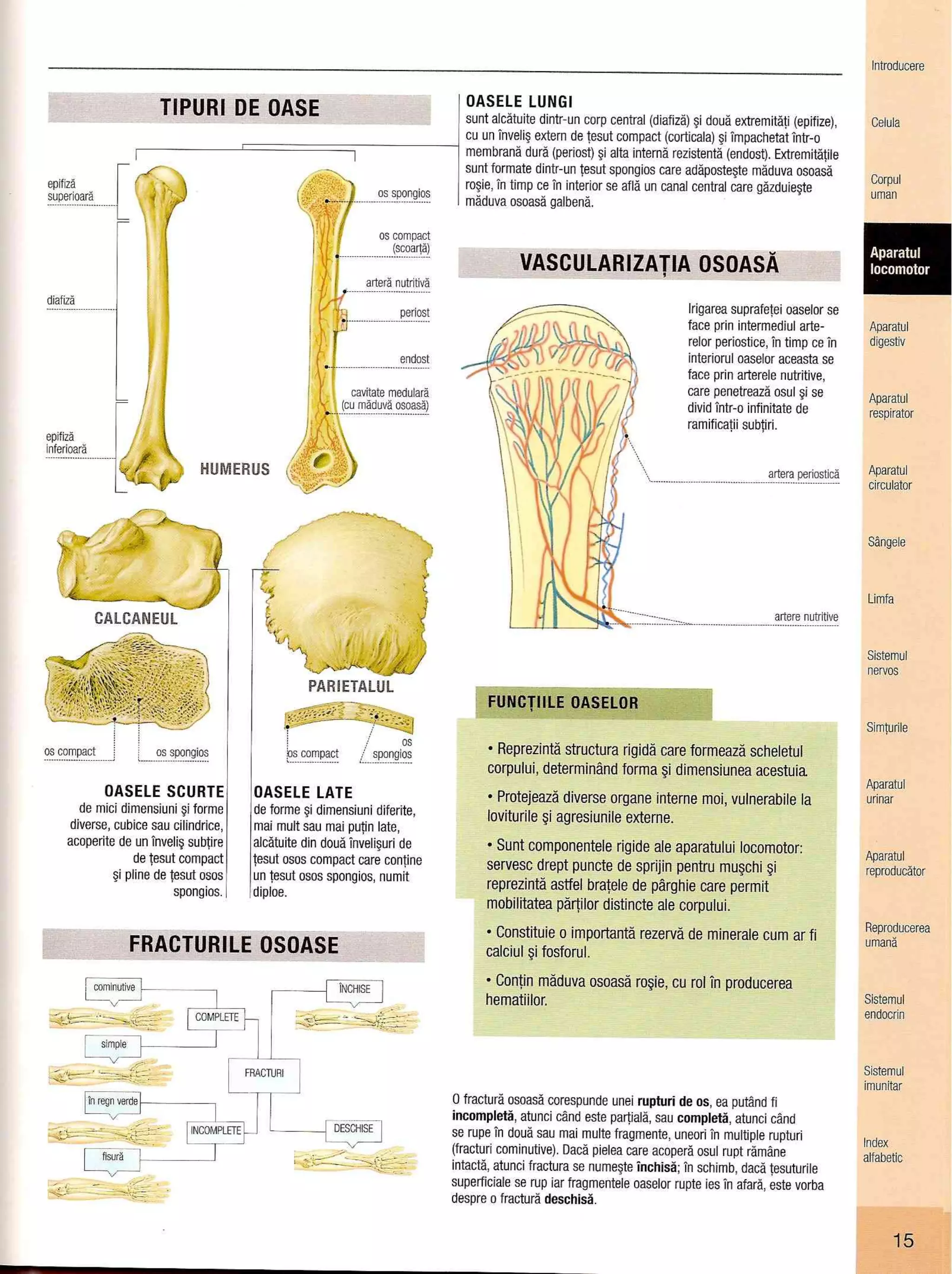 Anatomia omului | PDF